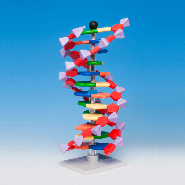 DNA- og RNA modeller - FYBIKON