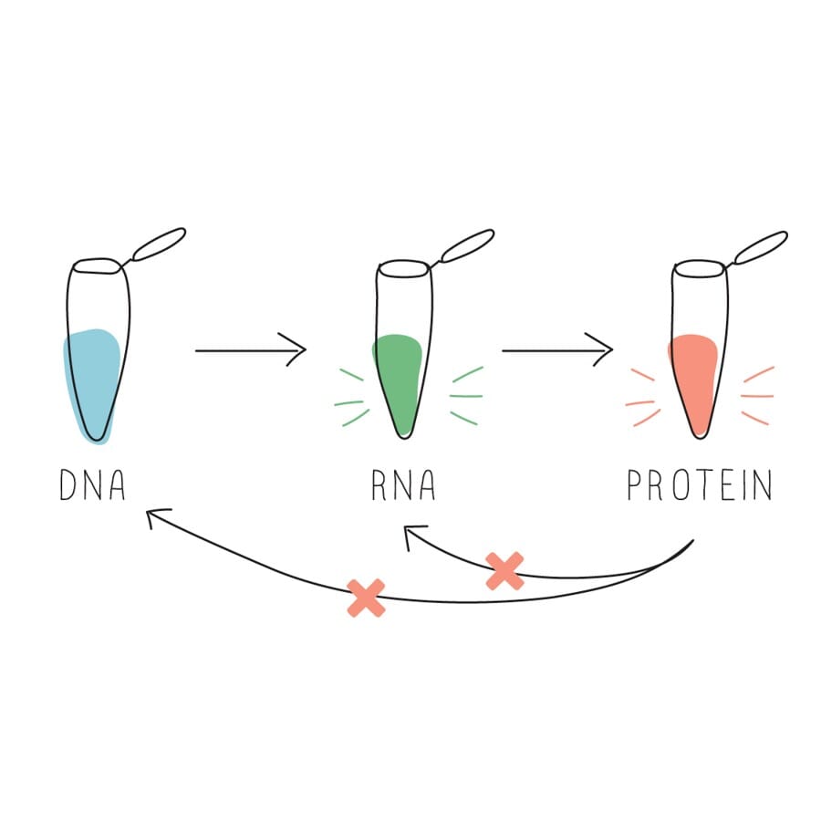 Fluoresenssett, transkripsjon og translasjon av DNA - FYBIKON