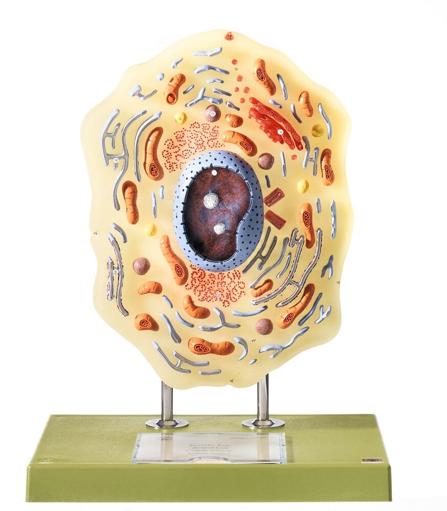 Dyrecelle, ZOS120 - FYBIKON