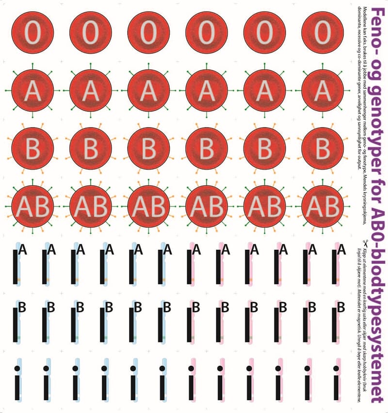 ABO-systemet, magnetmodell - FYBIKON