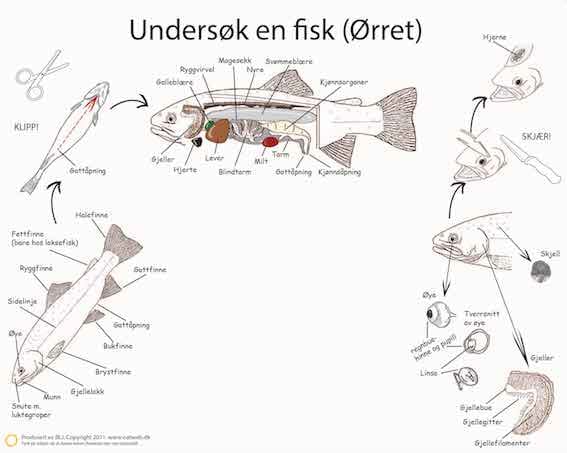 Disseksjonsduk, fisk - FYBIKON